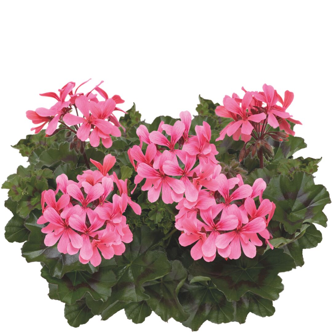 Hängpelargon Calliope ® Cascade Dark Salmon, kruka