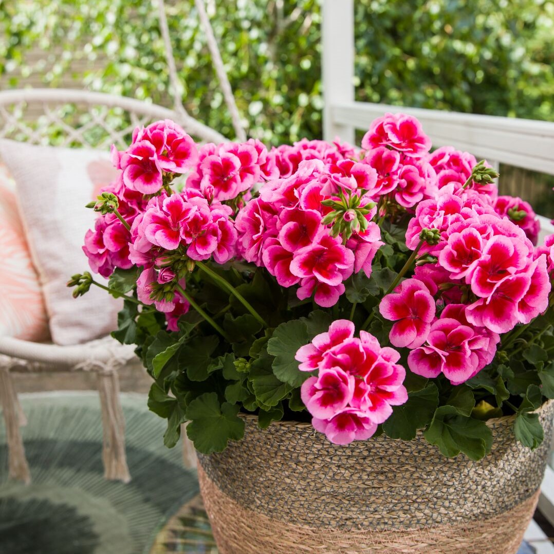 Pelargon, kruka - Pelargon i kruka - Växter