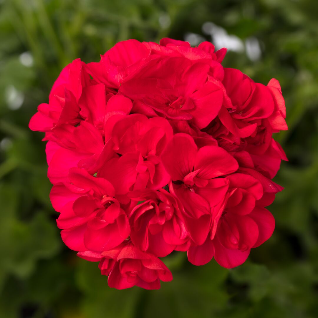 Pelargon Calliope ® Hot Pink, stickling 3-pack