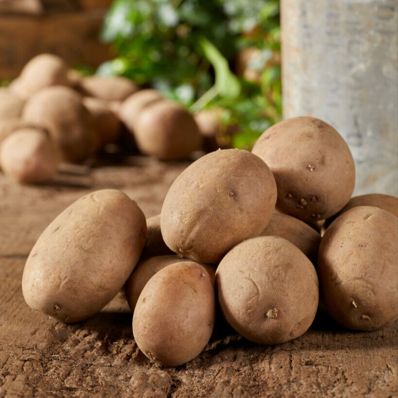 Sättpotatis Pocahontas 1kg - Sättpotatis