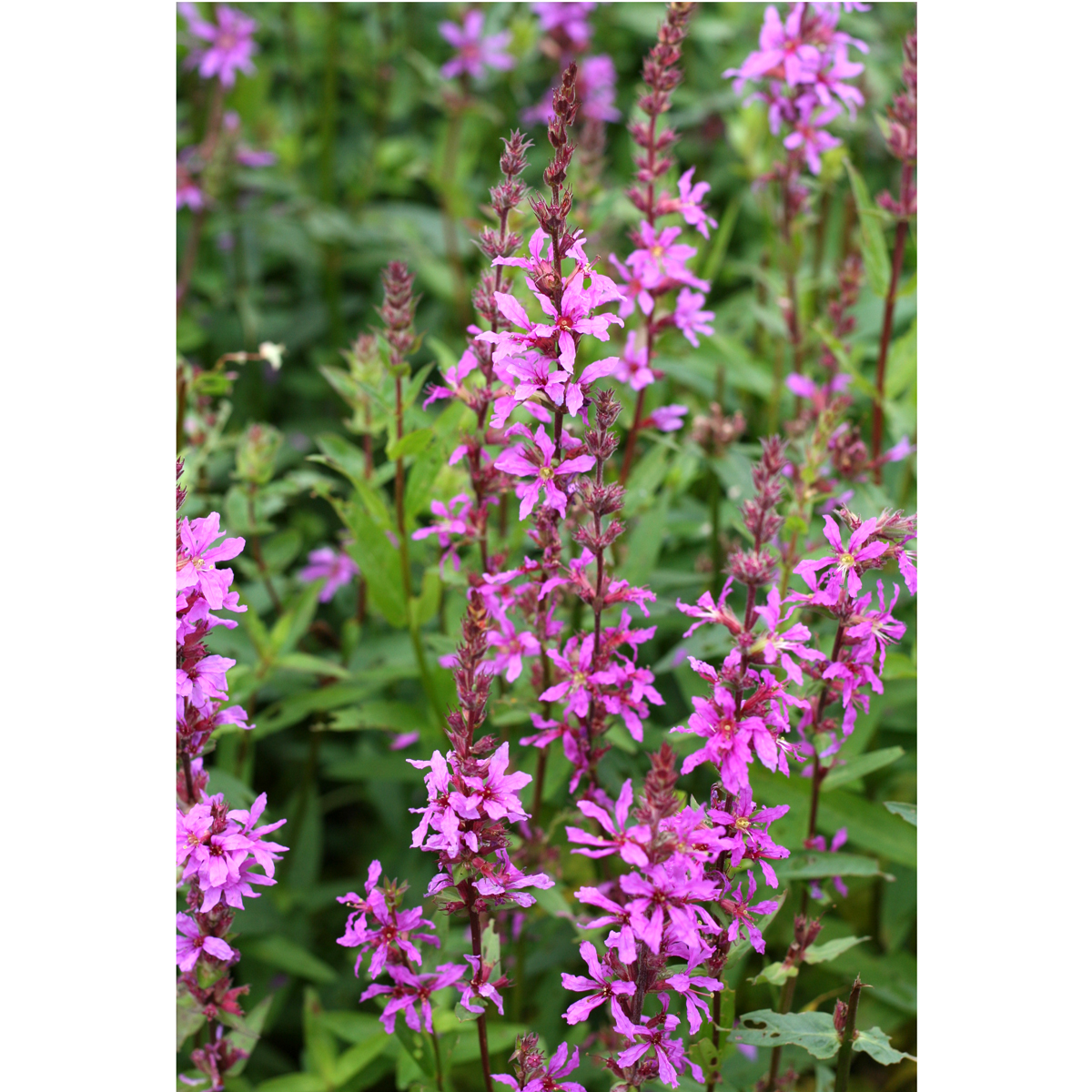 Fackelblomster - Perenner - Trädgårdsväxter - Växter