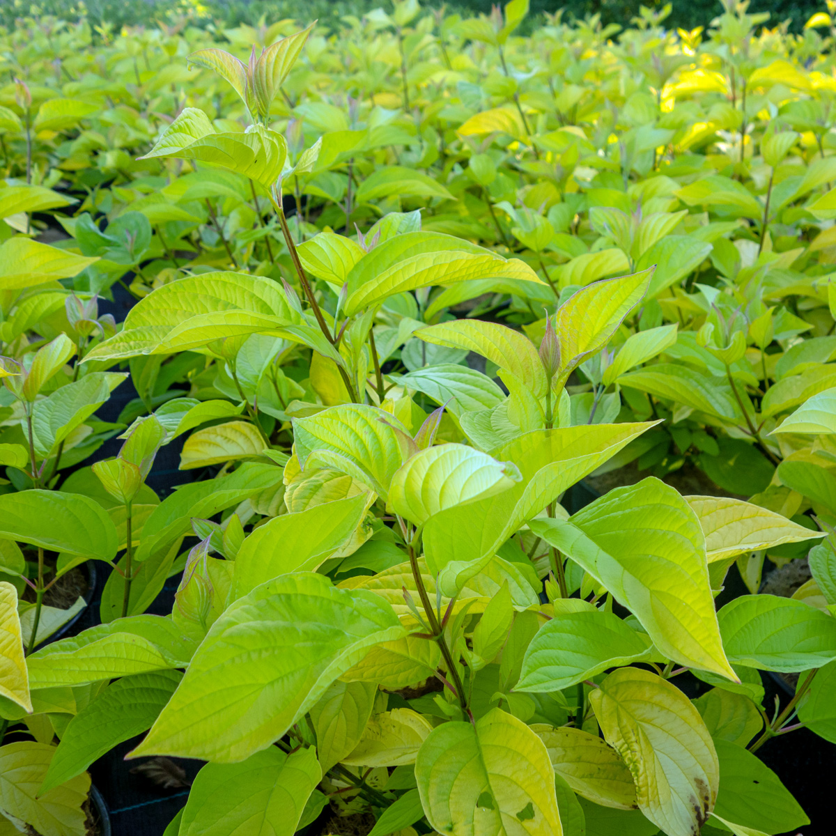 Cornus alba Neon Burst ® (Byboughen), Rysk Kornell, busk C3,5