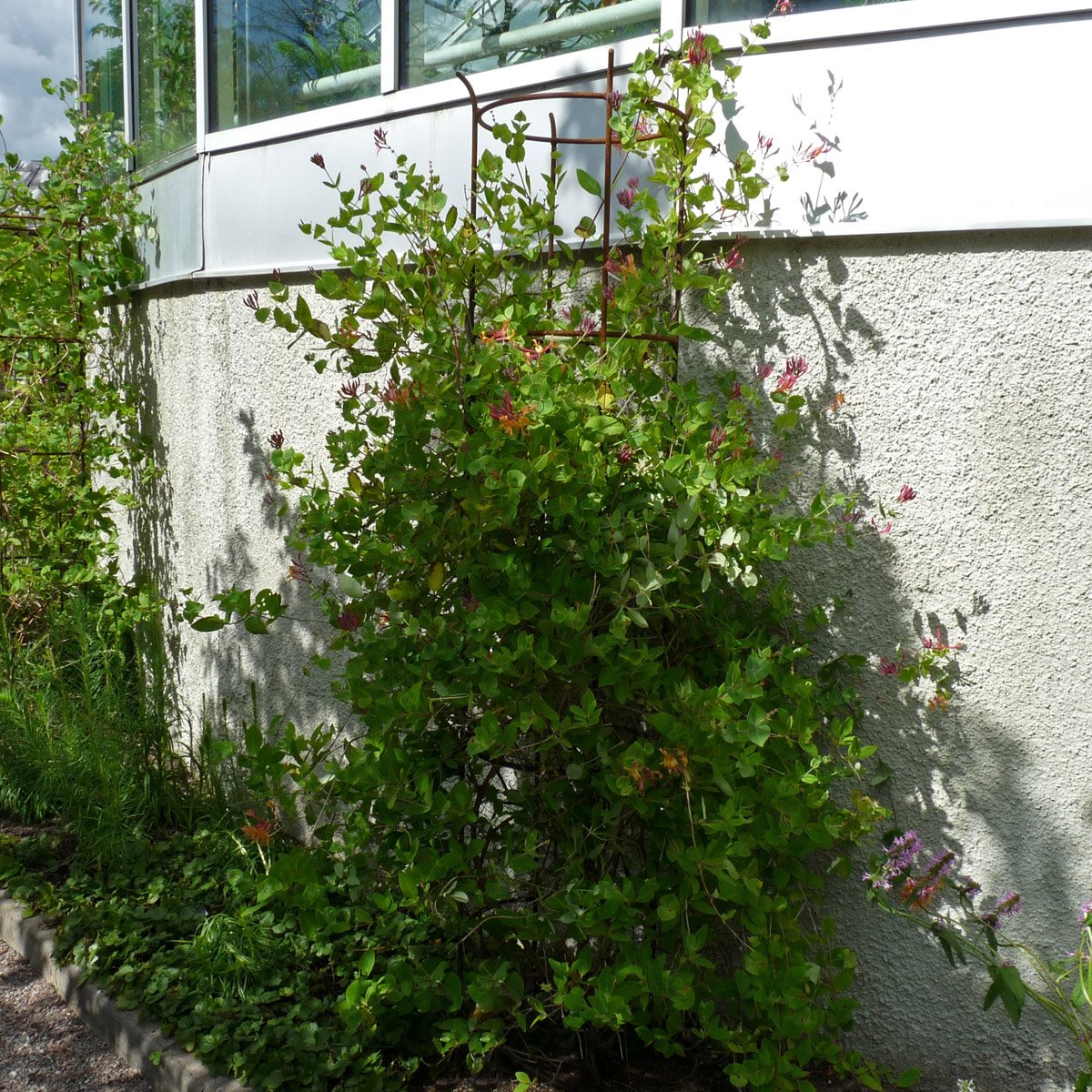 Blomsterkaprifol - Kaprifol - Klätterväxter