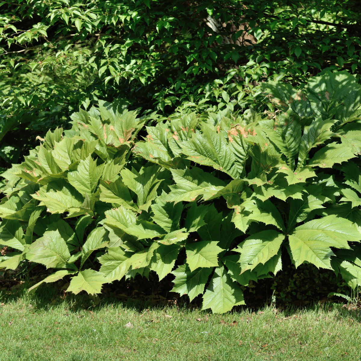 Bronsrodgersia - Perenner - Trädgårdsväxter - Växter