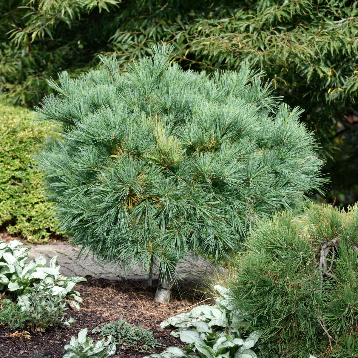 Weymouthtall - Barrväxter - Trädgårdsväxter - Växter