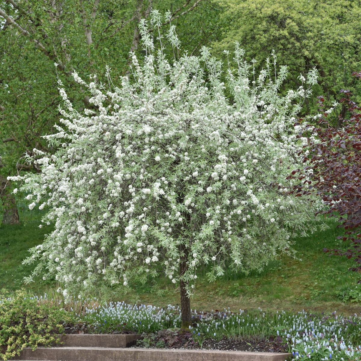 Pyrus salicifolia Pendula, Silverpäron