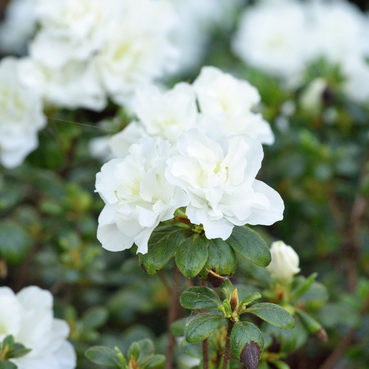 Japansk Azalea - Rhododendron & Azalea