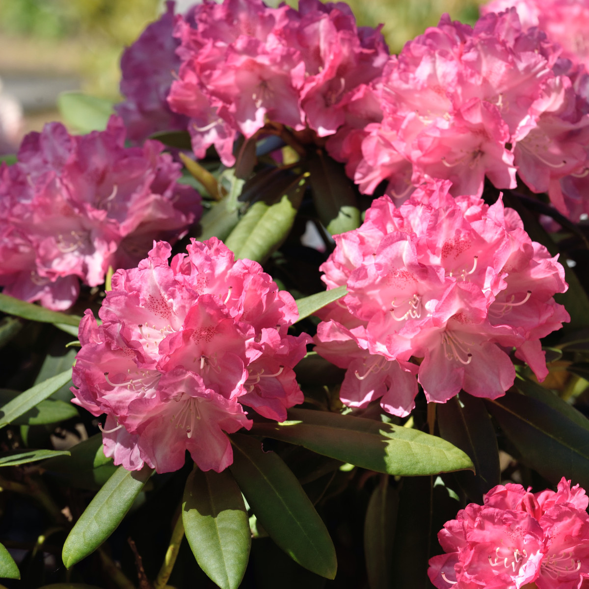 Rododendron Inkarho - Rhododendron & Azalea