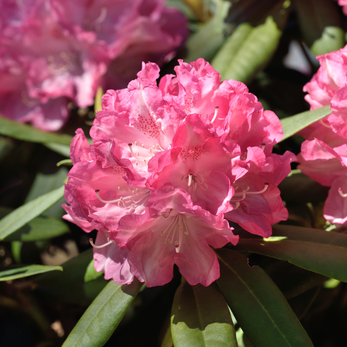 Rododendron Inkarho - Rhododendron & Azalea