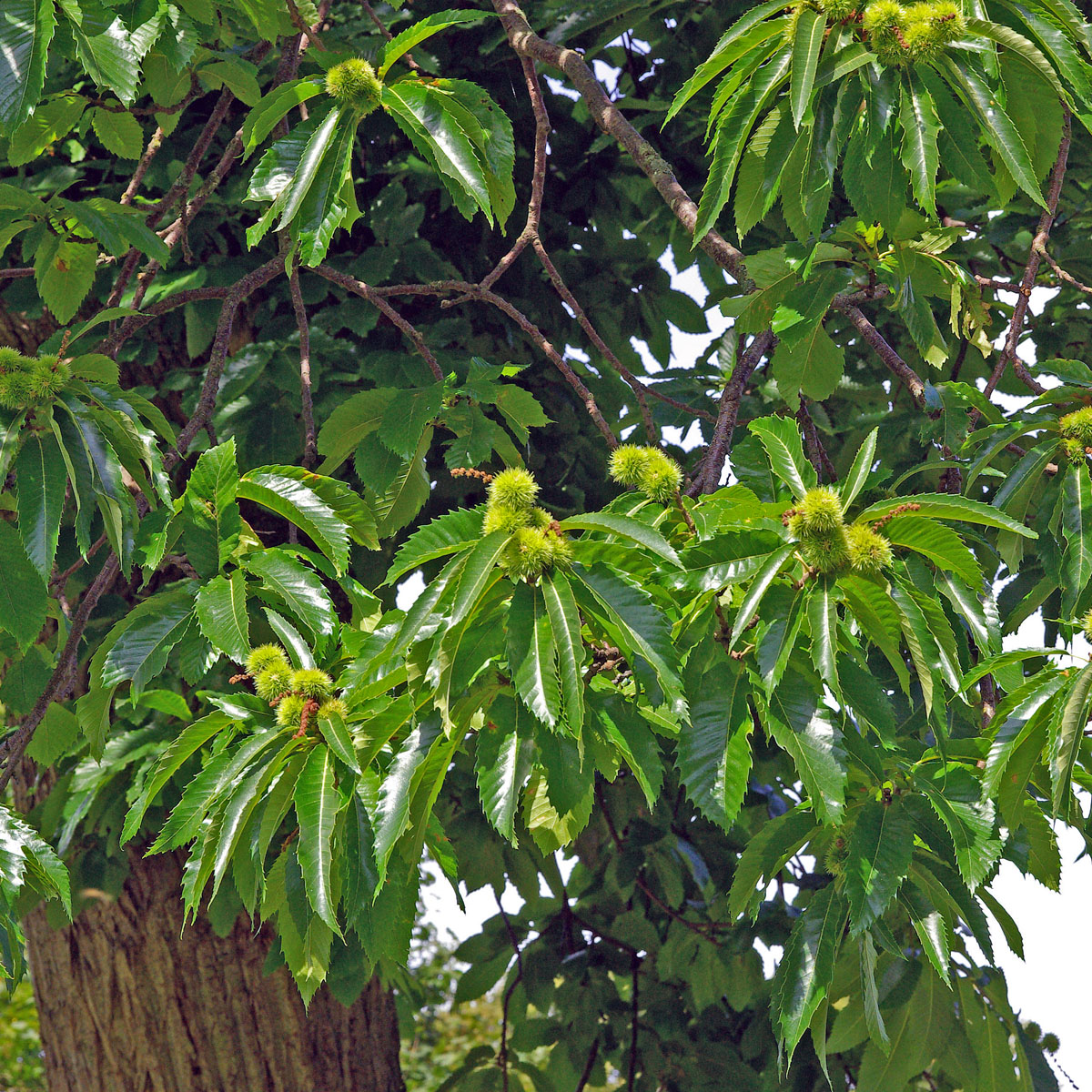 Äkta Kastanj - Övriga - Bärbuskar - Trädgårdsväxter