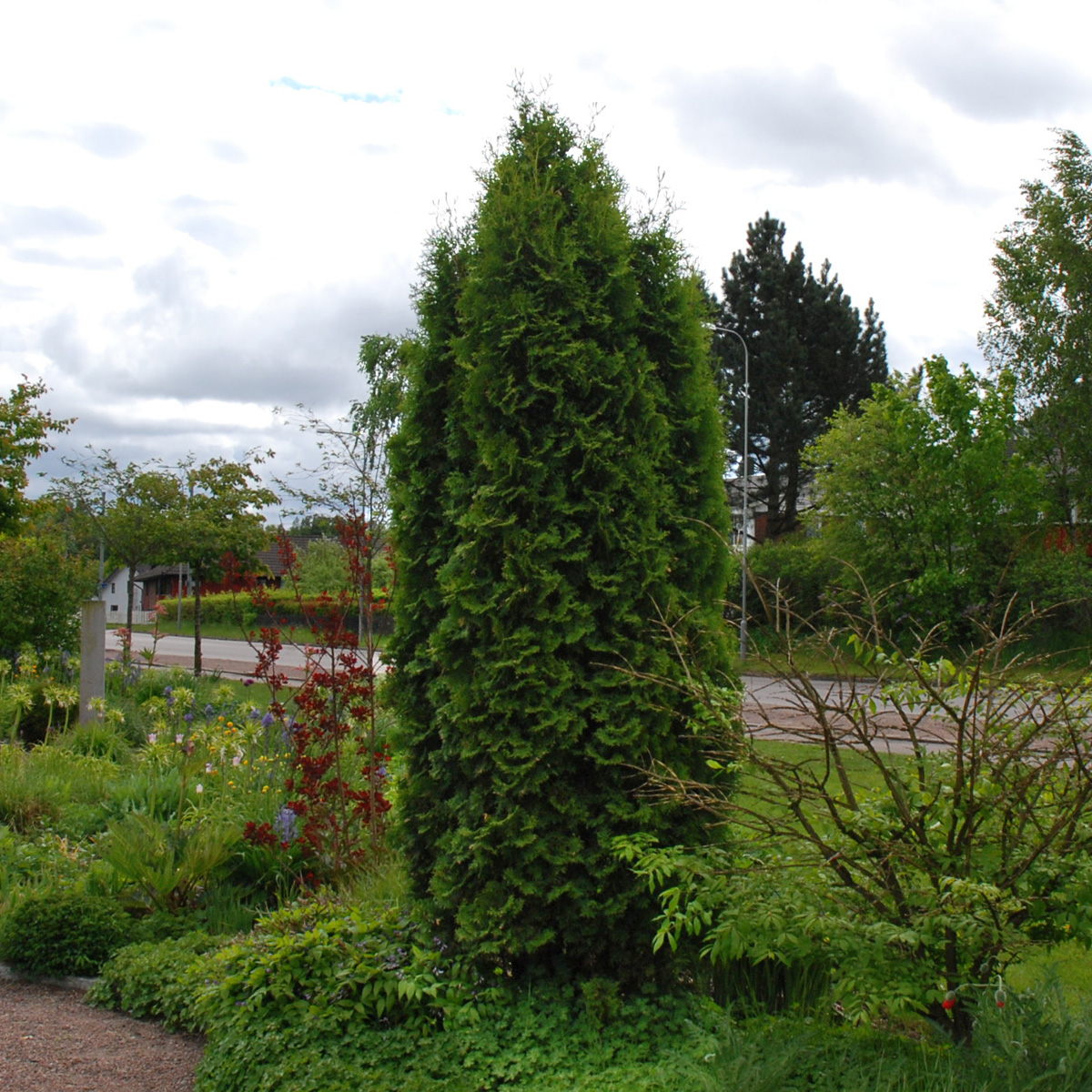 Ädeltuja - Barrväxter - Trädgårdsväxter - Växter