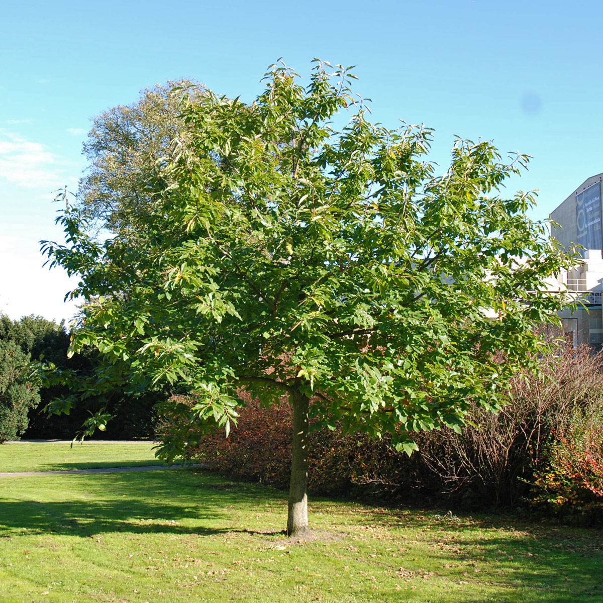 Äkta Kastanj - Övriga - Bärbuskar - Trädgårdsväxter