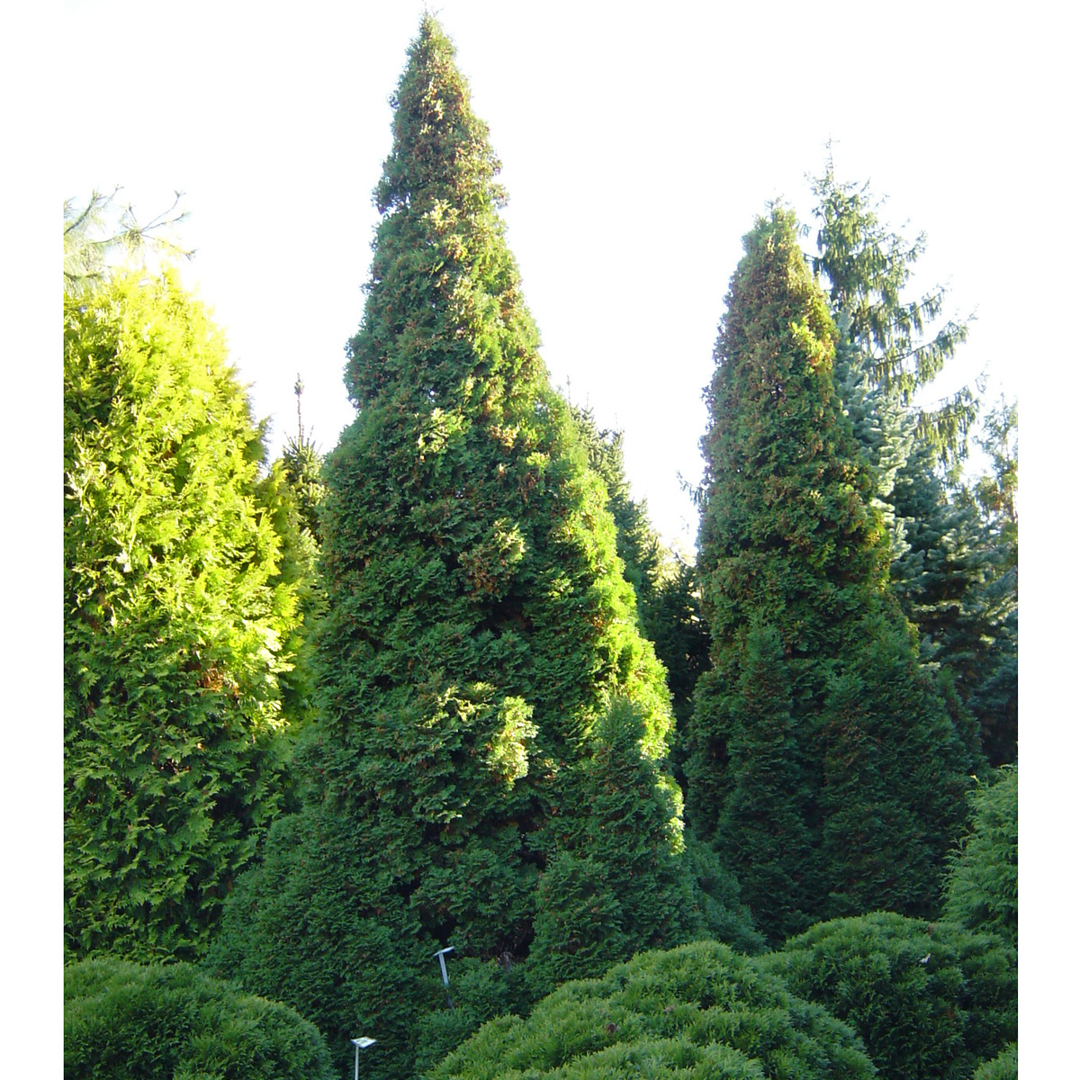 Thuja occidentalis Holmstrup (Holmstrupii), Tuja