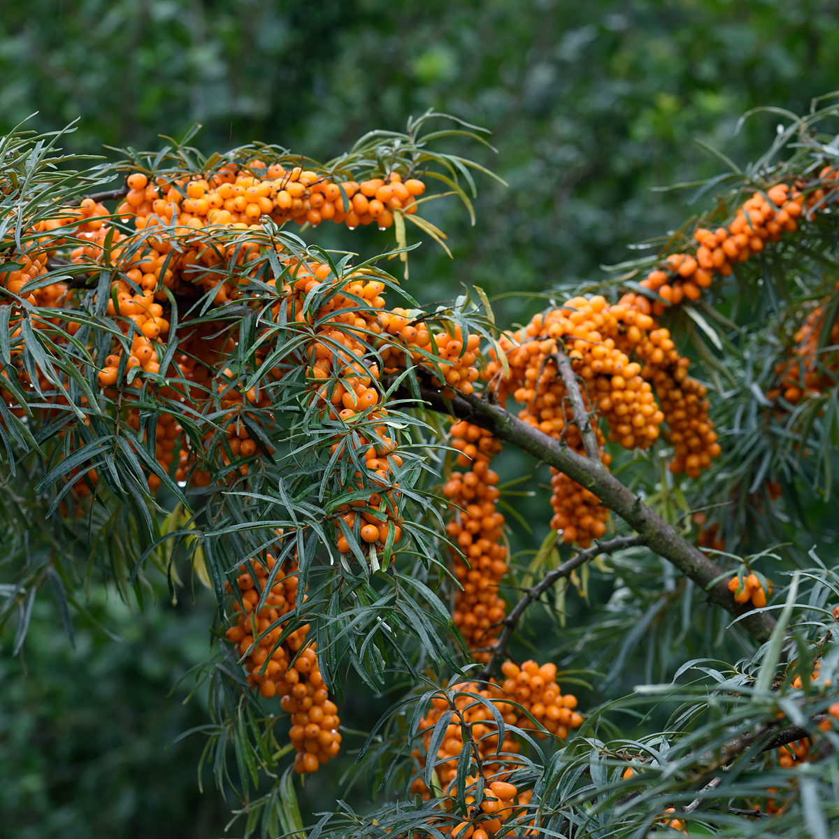 Havtorn - Havtorn - Bärbuskar - Trädgårdsväxter