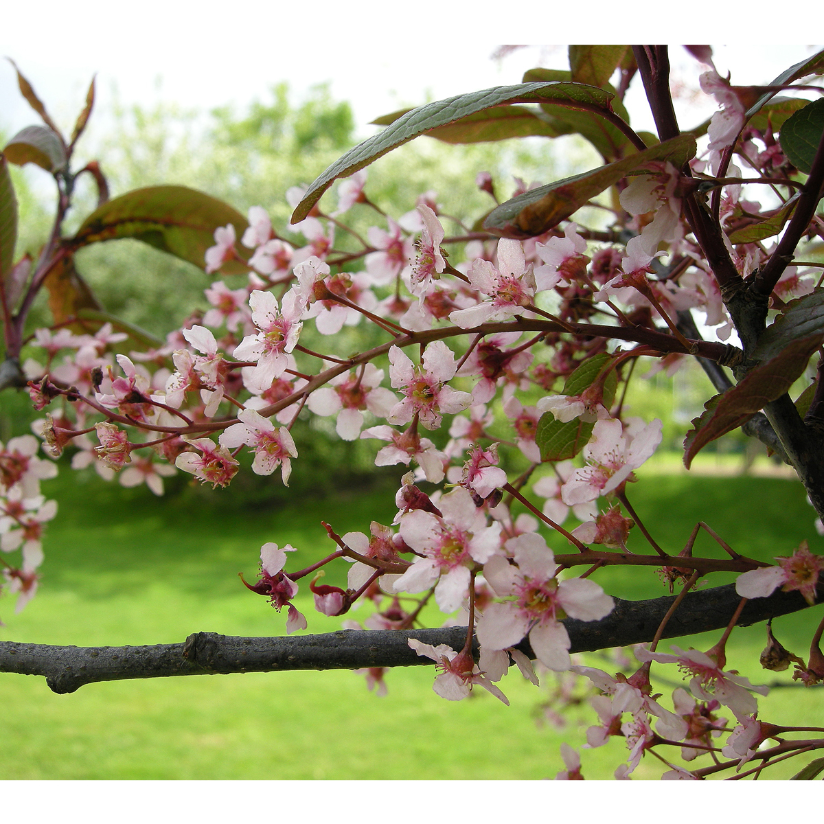 Blodhägg - Prydnadsträd - Trädgårdsväxter - Växter