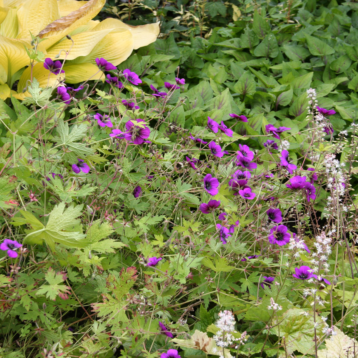 Trädgårdsnäva - Perenner - Trädgårdsväxter - Växter