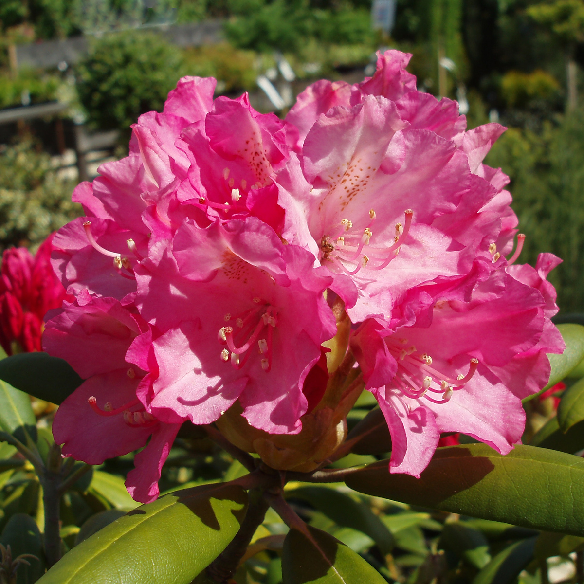 Rododendron - Rhododendron & Azalea