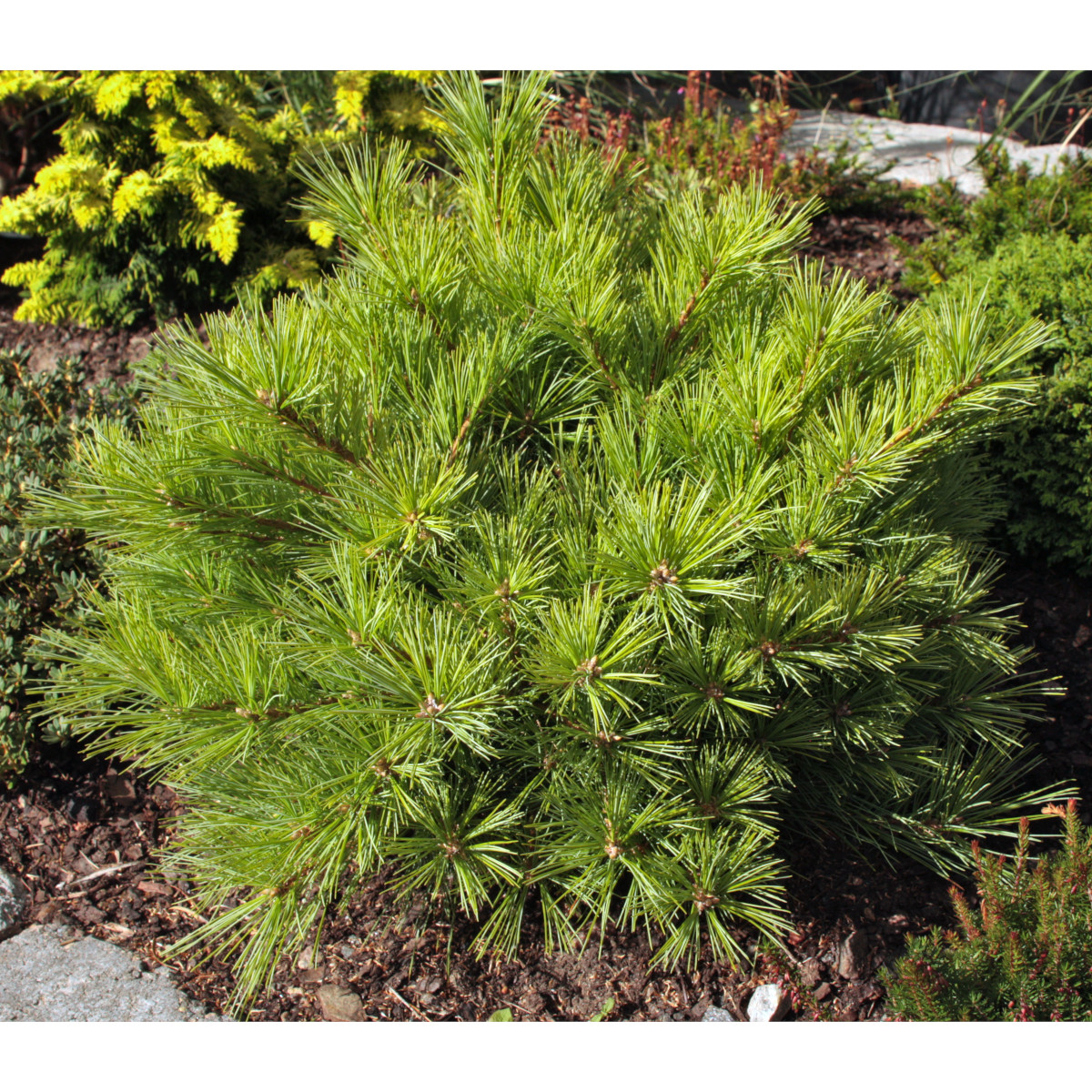 Weymouthtall - Barrväxter - Trädgårdsväxter - Växter