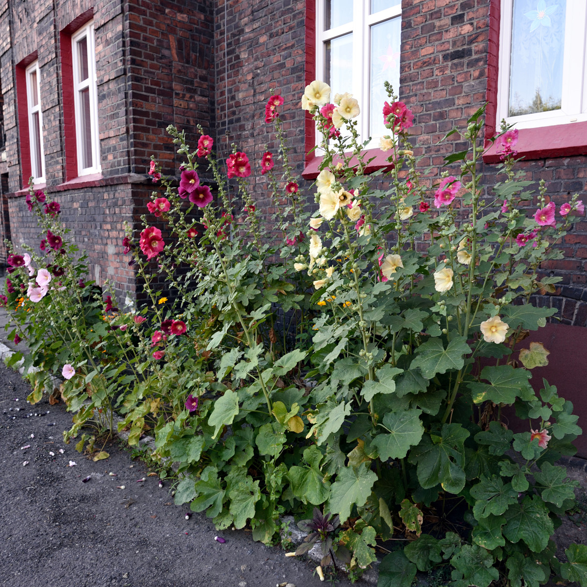 Stockros - Perenner - Trädgårdsväxter - Växter