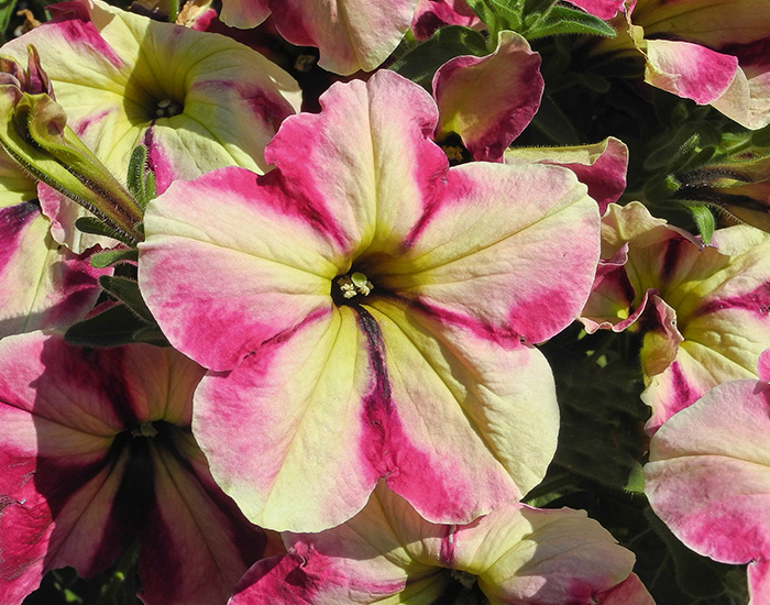 Petunia, Stickling, Famous Cherry Star