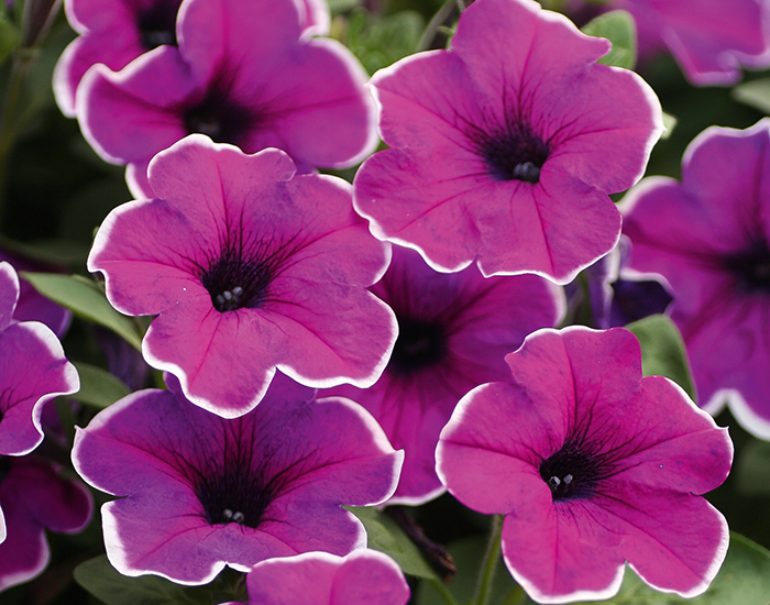 Petunia, Stickling, Famous Lilac Picotee