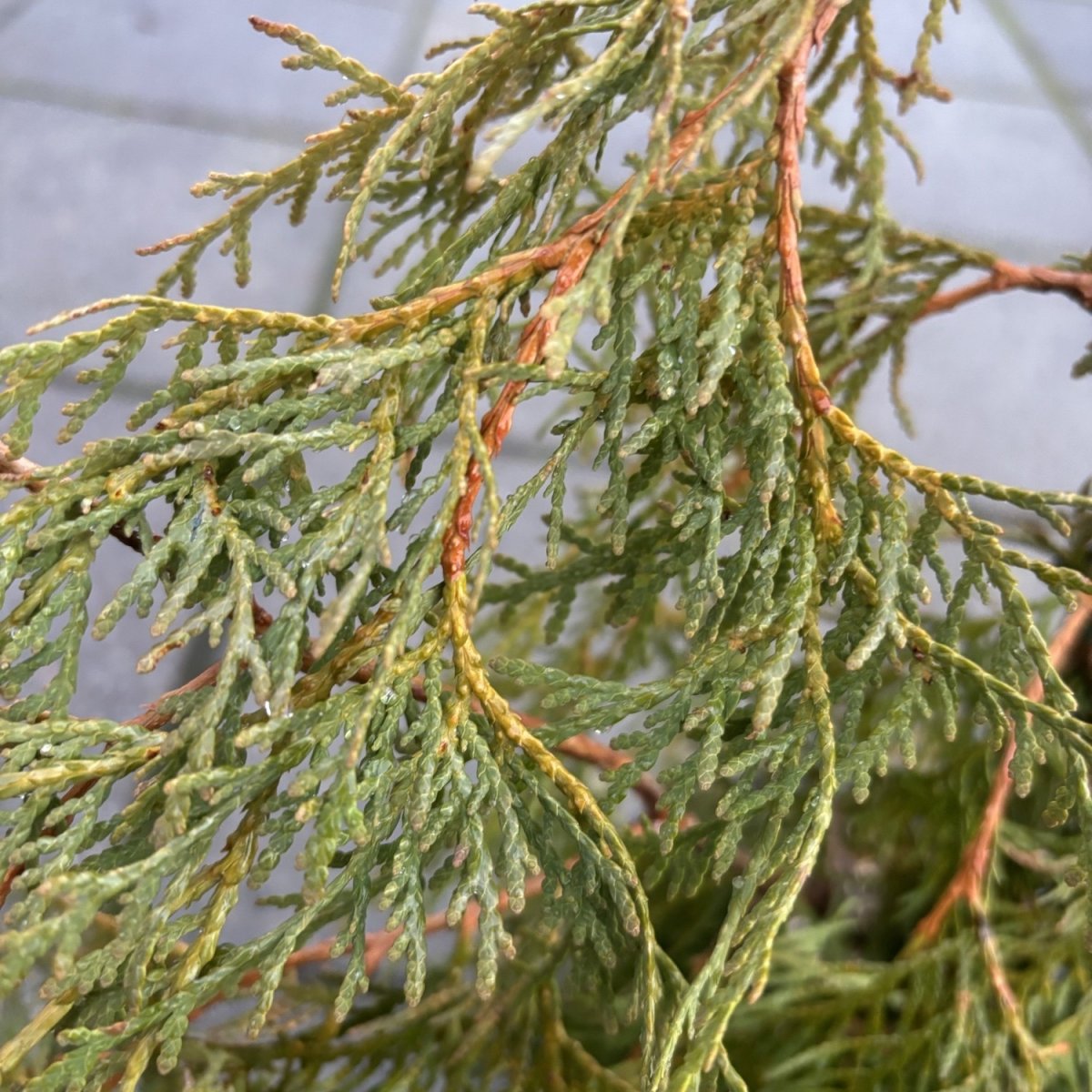 Hängtuja - Barrväxter - Trädgårdsväxter - Växter