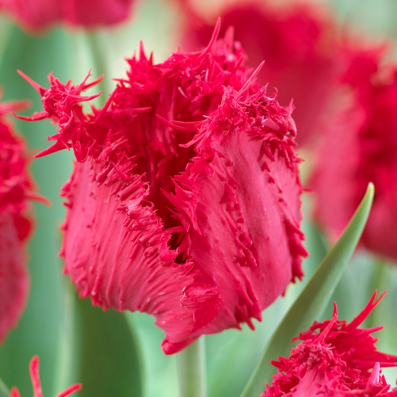 Tulpan Fransig Tulipa Barbados 7st - Tulpanlök