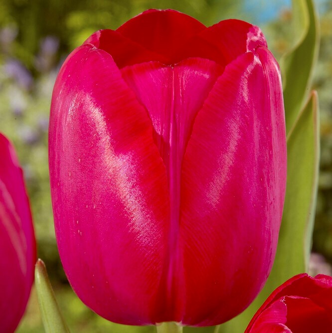 Tulpan Tulipa Grand Style 10st - Tulpanlök