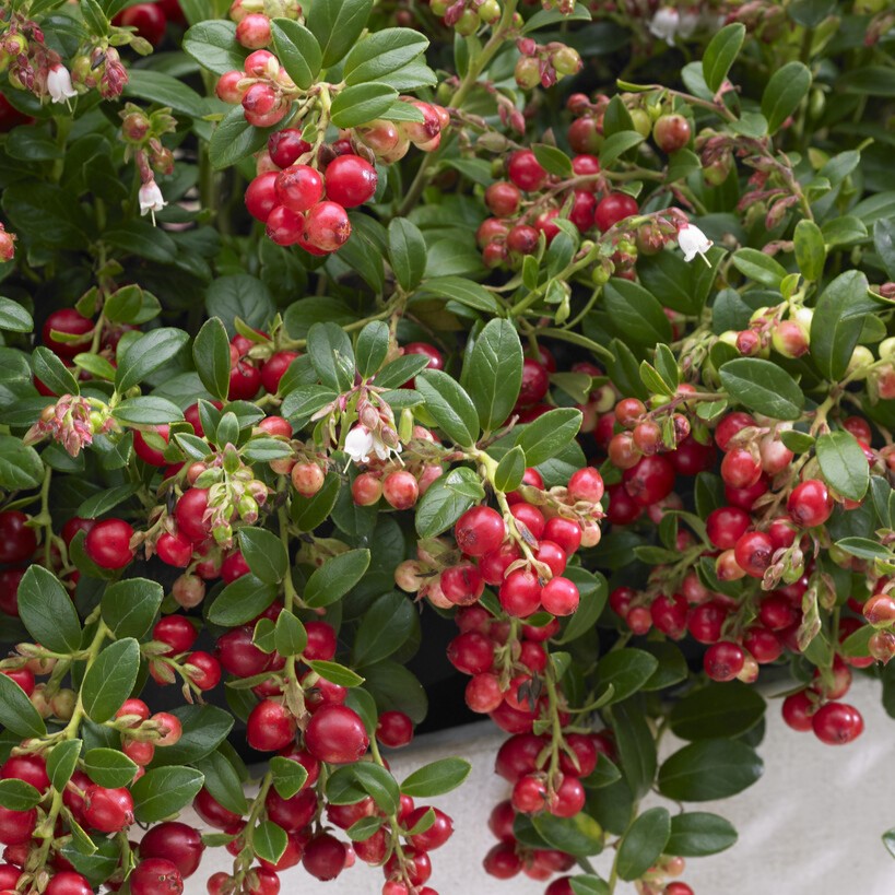 Vaccinium vitis idaea Fireballs ®, Lingon - Övriga