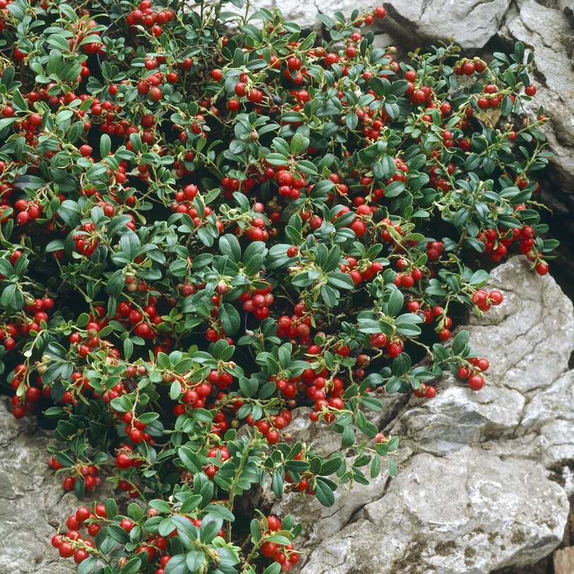 Vaccinium vitis idaea Red Candy ®, Lingon - Övriga