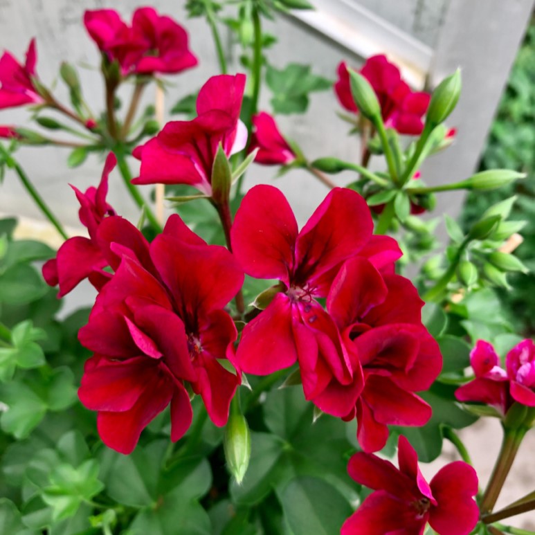 Hängpelargon, kruka - Pelargon i kruka - Växter