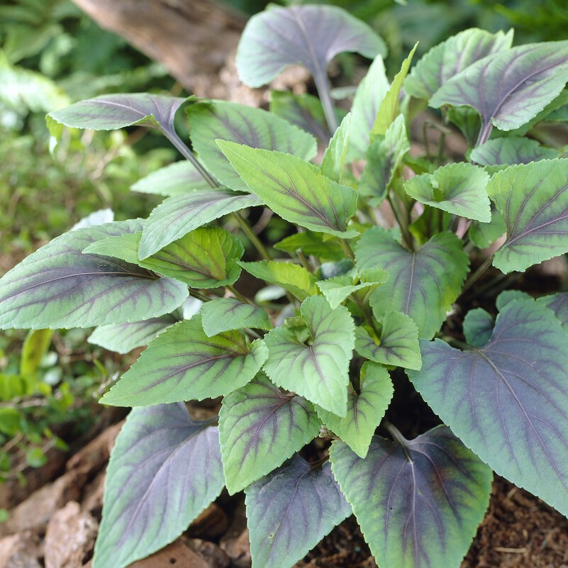 Koreansk Viol - Perenner - Trädgårdsväxter - Växter