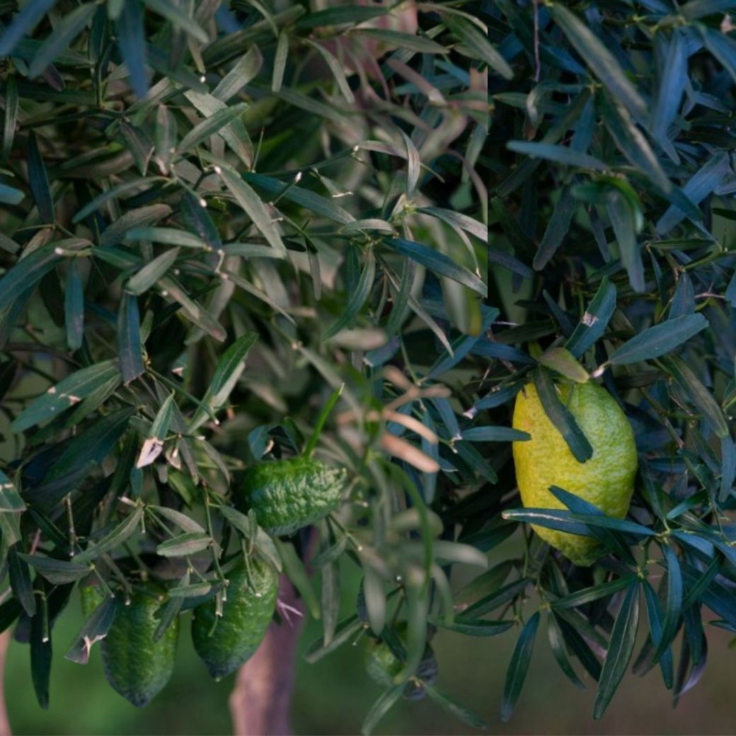 Citrus Papuana C4 - Citrusväxt - Medelhavsväxter