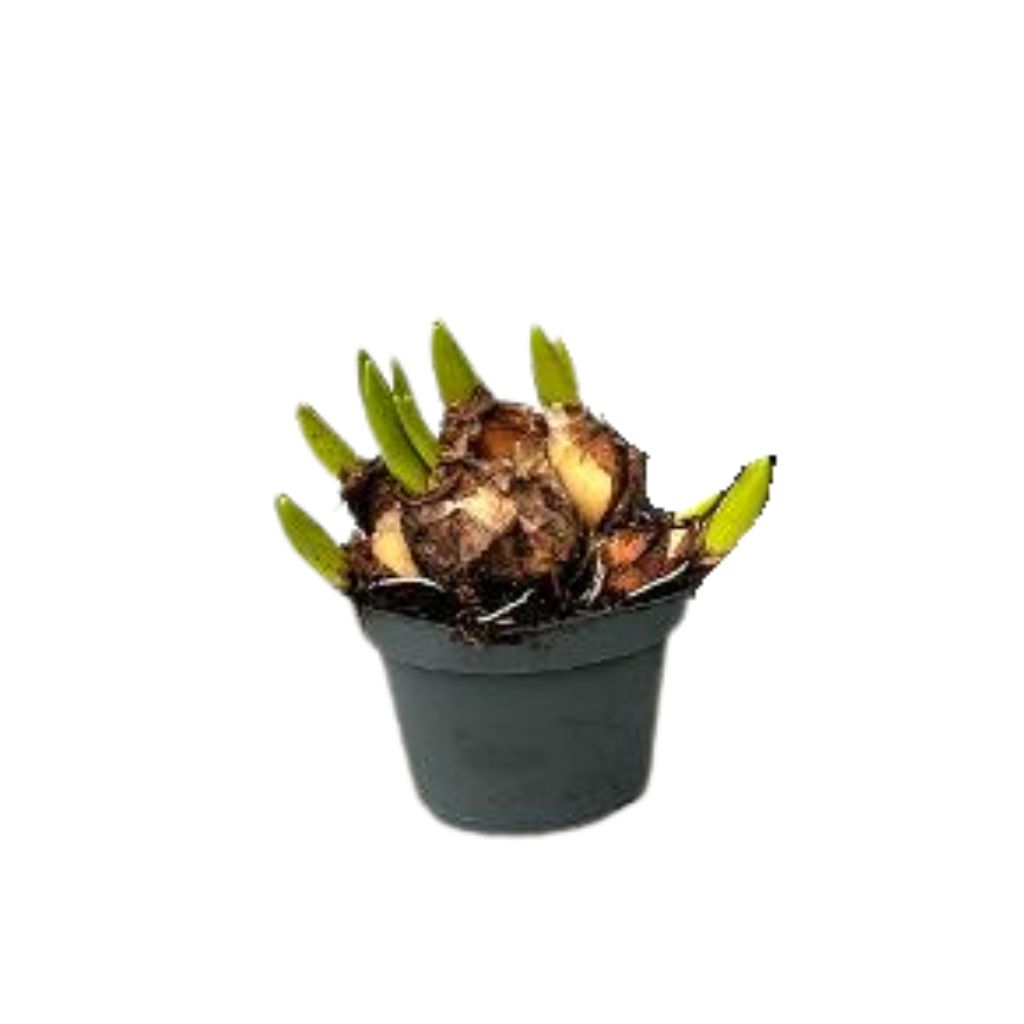 Hyacinthus , Hyacint Multiflora - Höstväxter