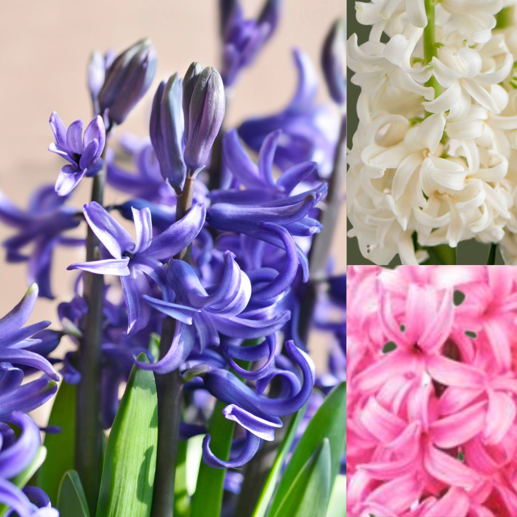 Hyacinthus , Hyacint Multiflora - Höstväxter